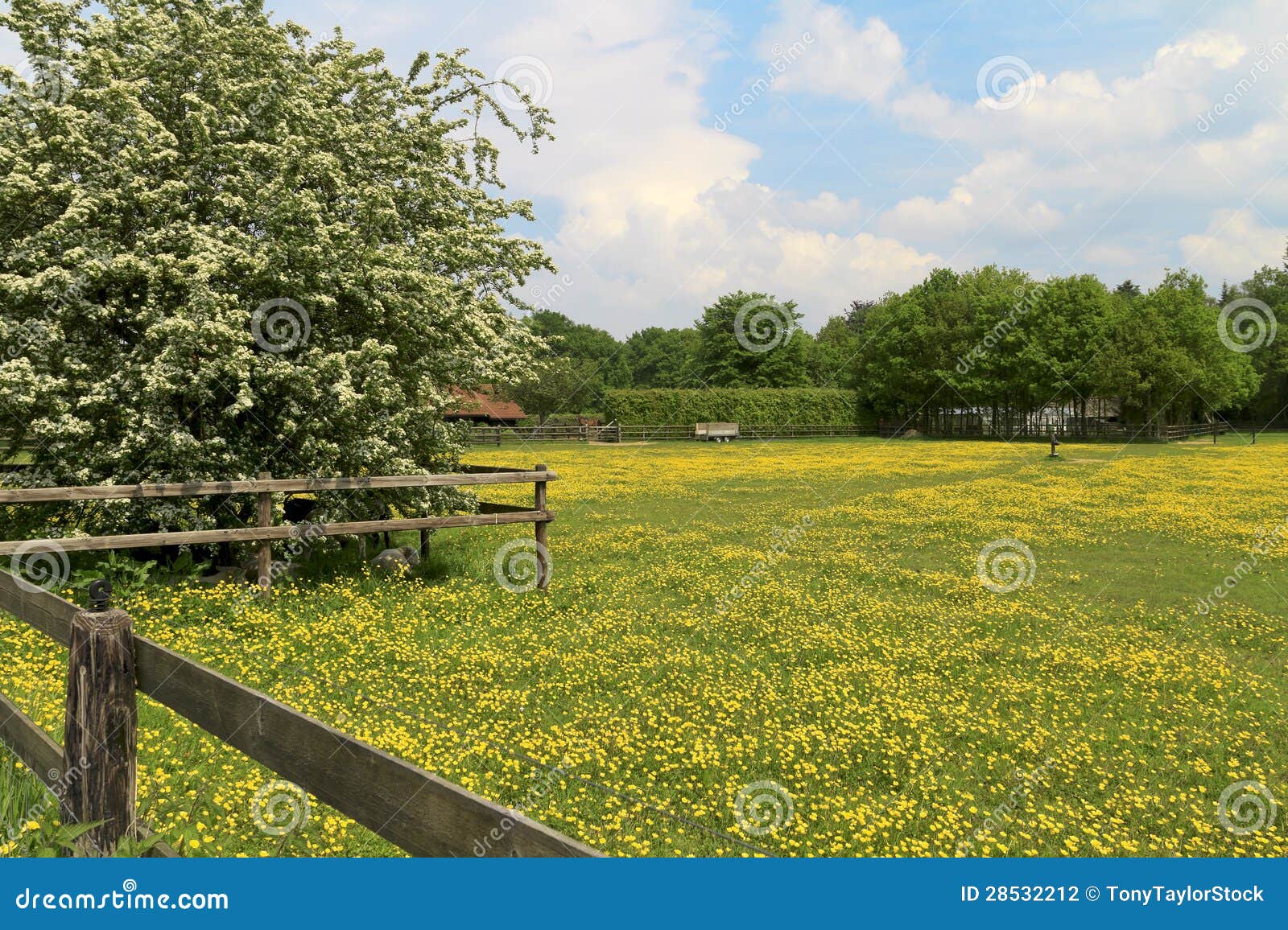 Sheep Lying Under a Blossom Tree Stock Photo - Image of nature, fence ...