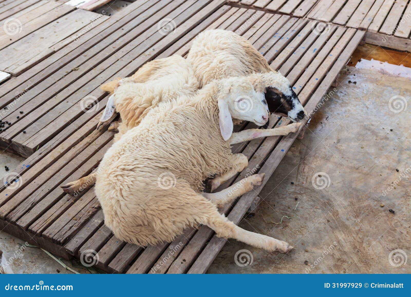 Sheep lying on wood stock image. Image of ground, animals - 31997929