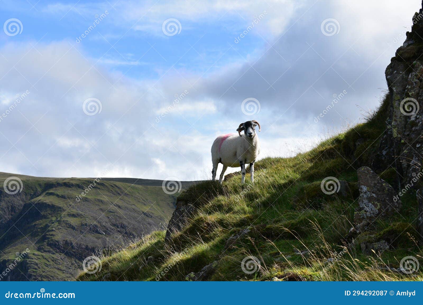 Sheep Making Sure Amlyd is Okay Stock Image - Image of lake, outcrop ...
