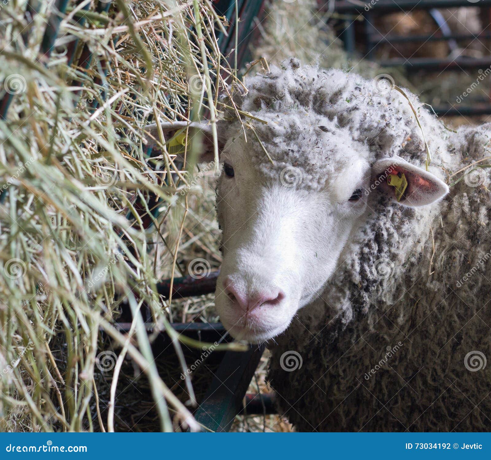 Sheep beside Manger with Hay Stock Photo - Image of cattle, head: 73034192