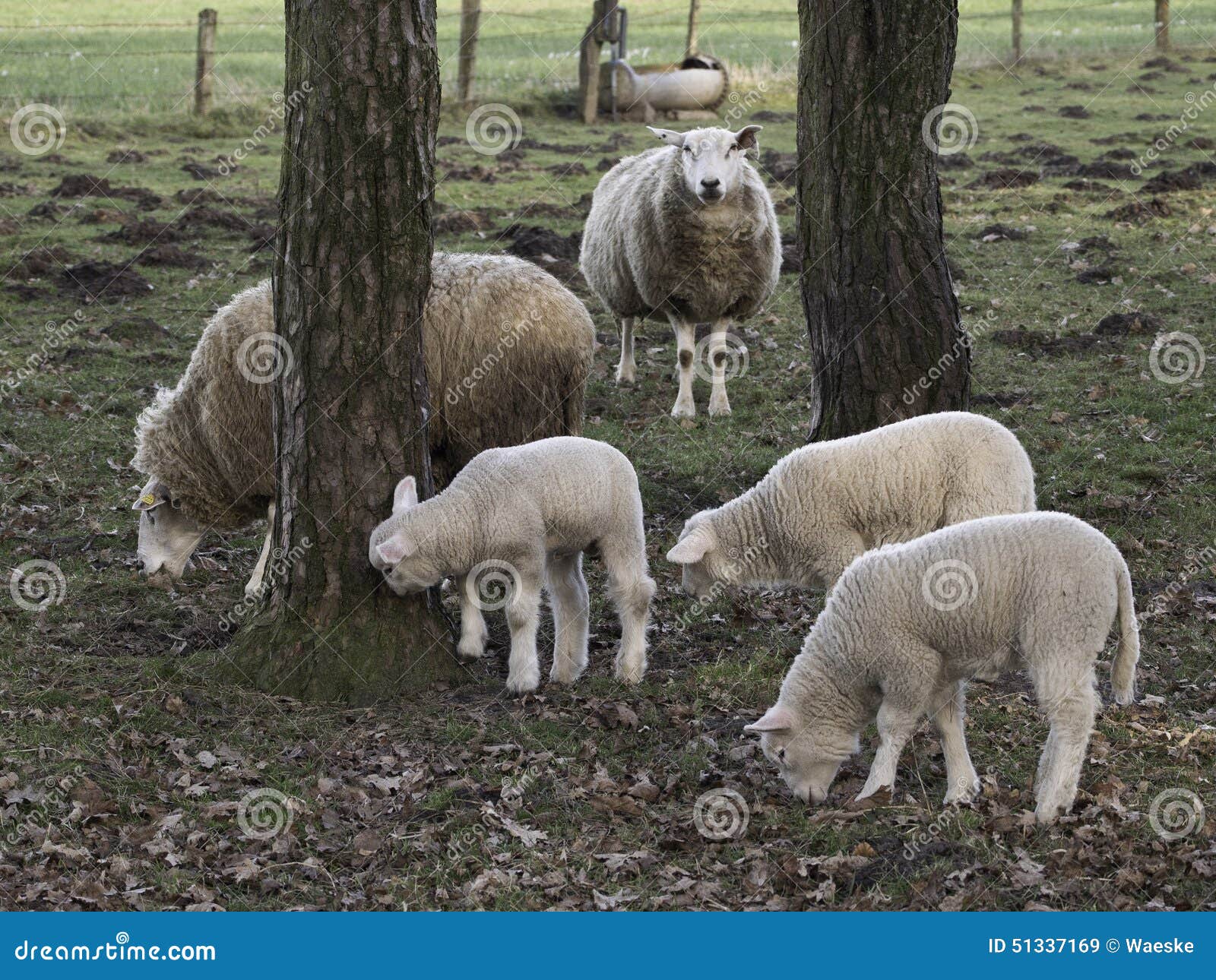 Sheep stock image. Image of grazing, schaf, herd, wildlife - 51337169