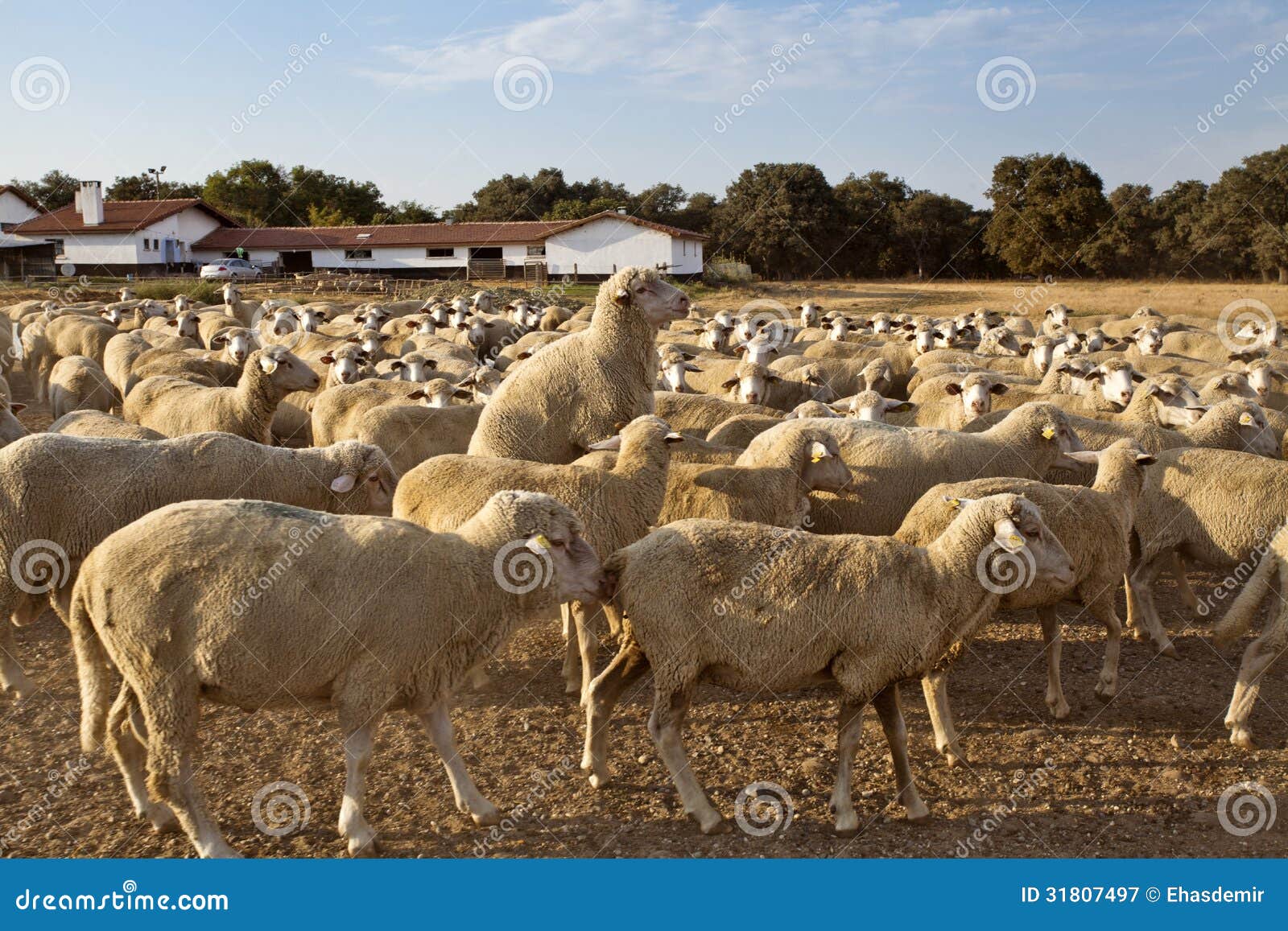 Sheep mating stock image. Image of themes, resting, flock - 31807497