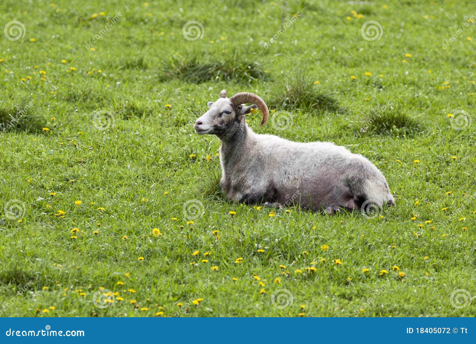 Sheep in a meadow stock photo. Image of country, outdoor - 18405072