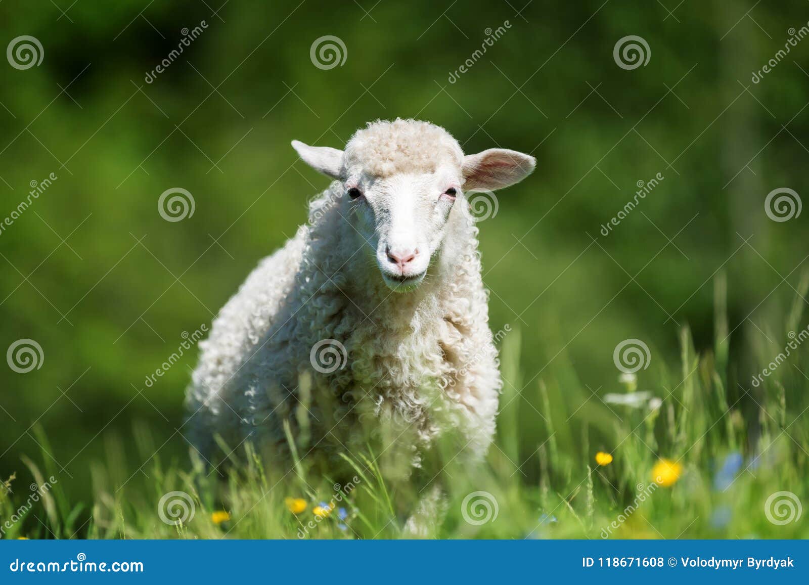 Sheep in a meadow stock photo. Image of farming, cute - 118671608