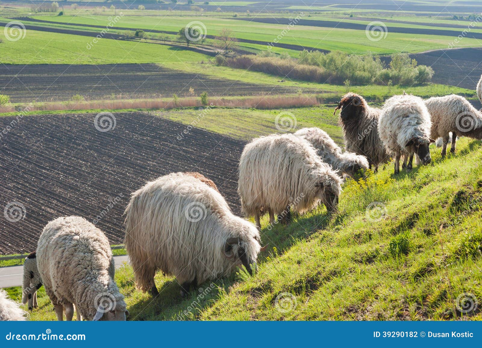 Sheep on meadow stock photo. Image of mutton, landscape - 39290182