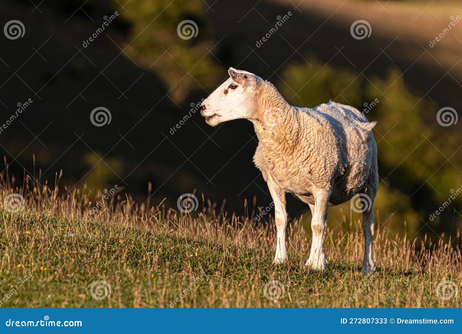 Sheep on the Meadow Looking Left Stock Image - Image of countryside ...