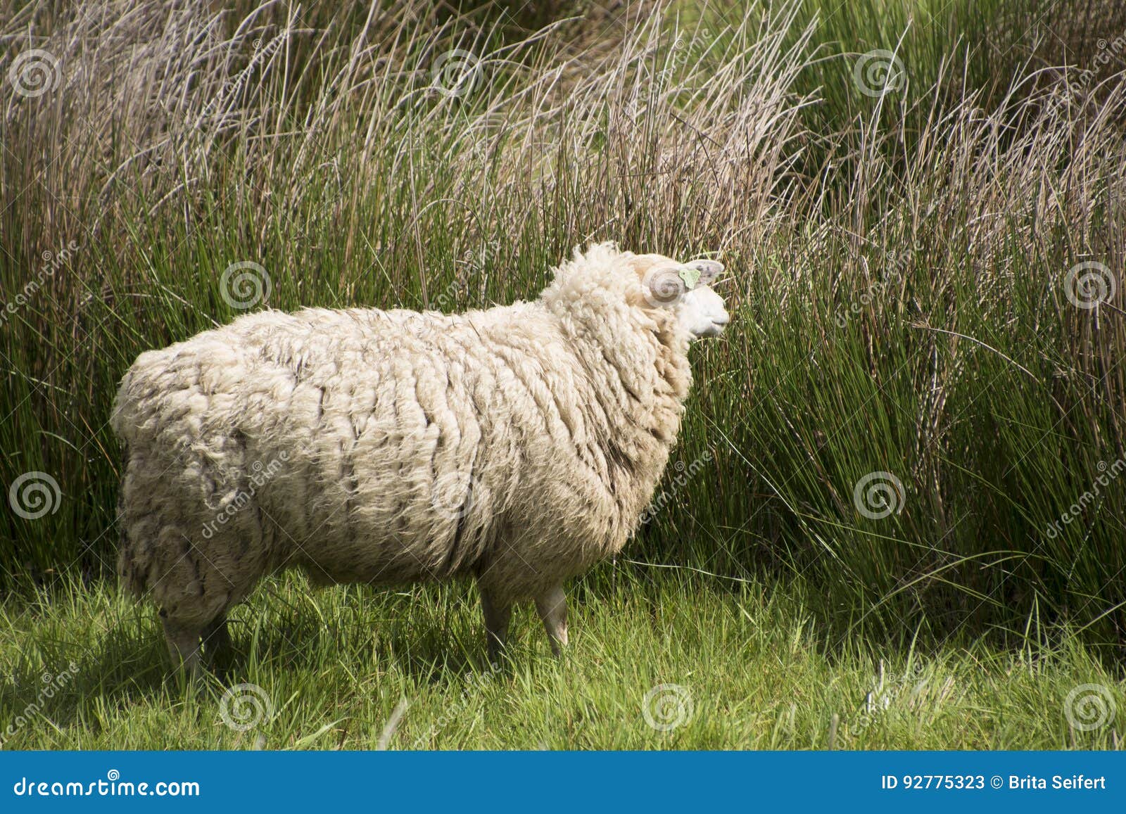 Sheep in the Meadow on a Sunny Day Stock Image - Image of spring ...