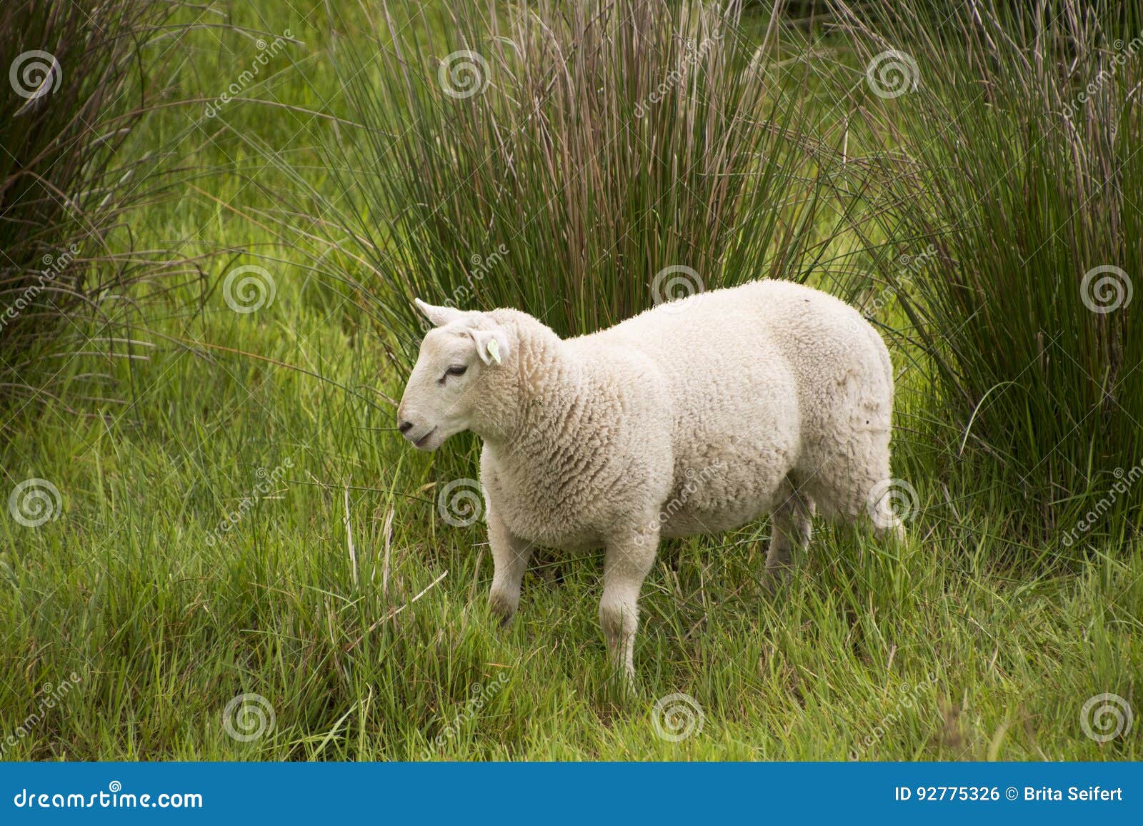 Sheep in the Meadow on a Sunny Day Stock Photo - Image of nature, farm ...