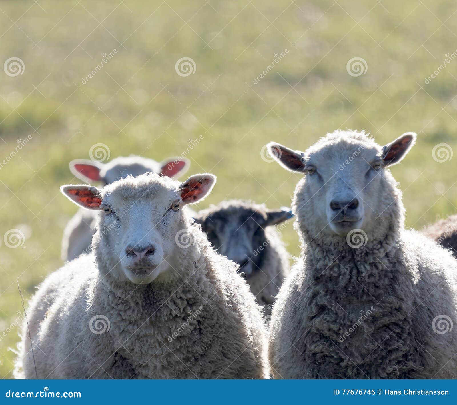 Sheep on a Meadow in the Warm Evening Sun Stock Photo - Image of flock ...