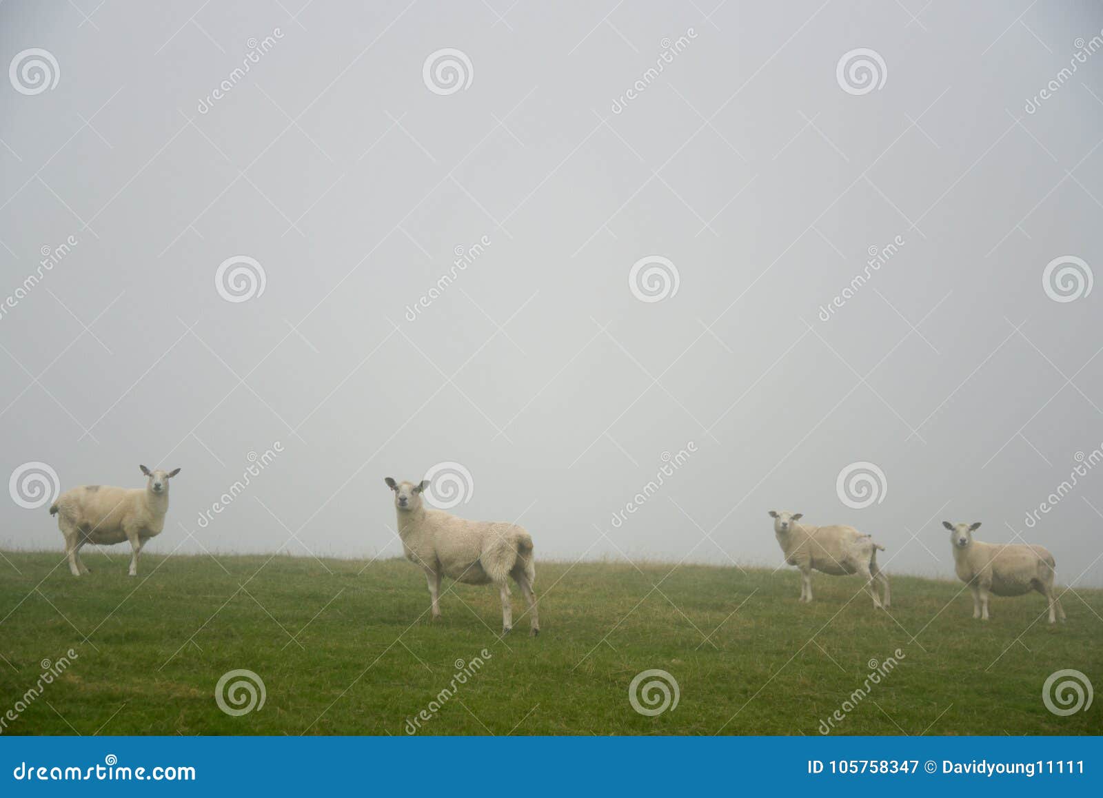 Sheep in Mist on Countisbury, Exmoor, North Devon Stock Image - Image ...