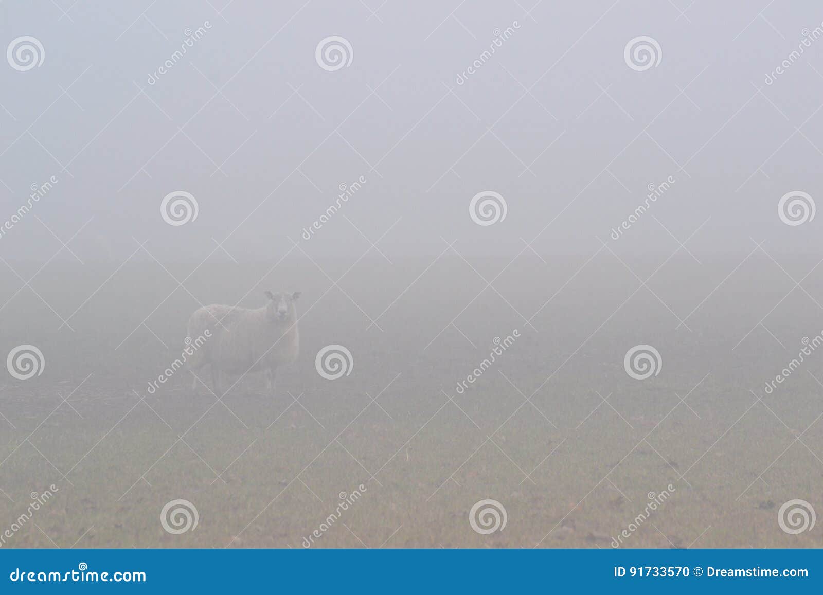 Sheep in the mist stock photo. Image of white, farm, scence - 91733570
