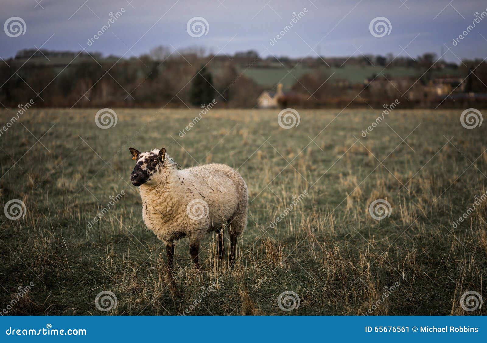 Sheep, mixed breed, UK stock image. Image of sheep, countryside - 65676561