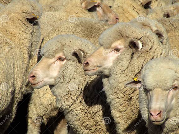 Sheep - Mob stock image. Image of farming, cute, paddock - 2384021