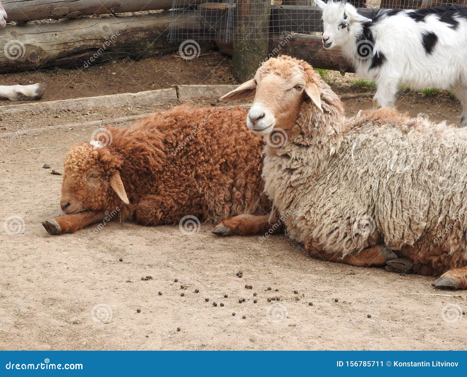 Sheep within a Mob Turn To Check Out the Photographer Stock Image ...