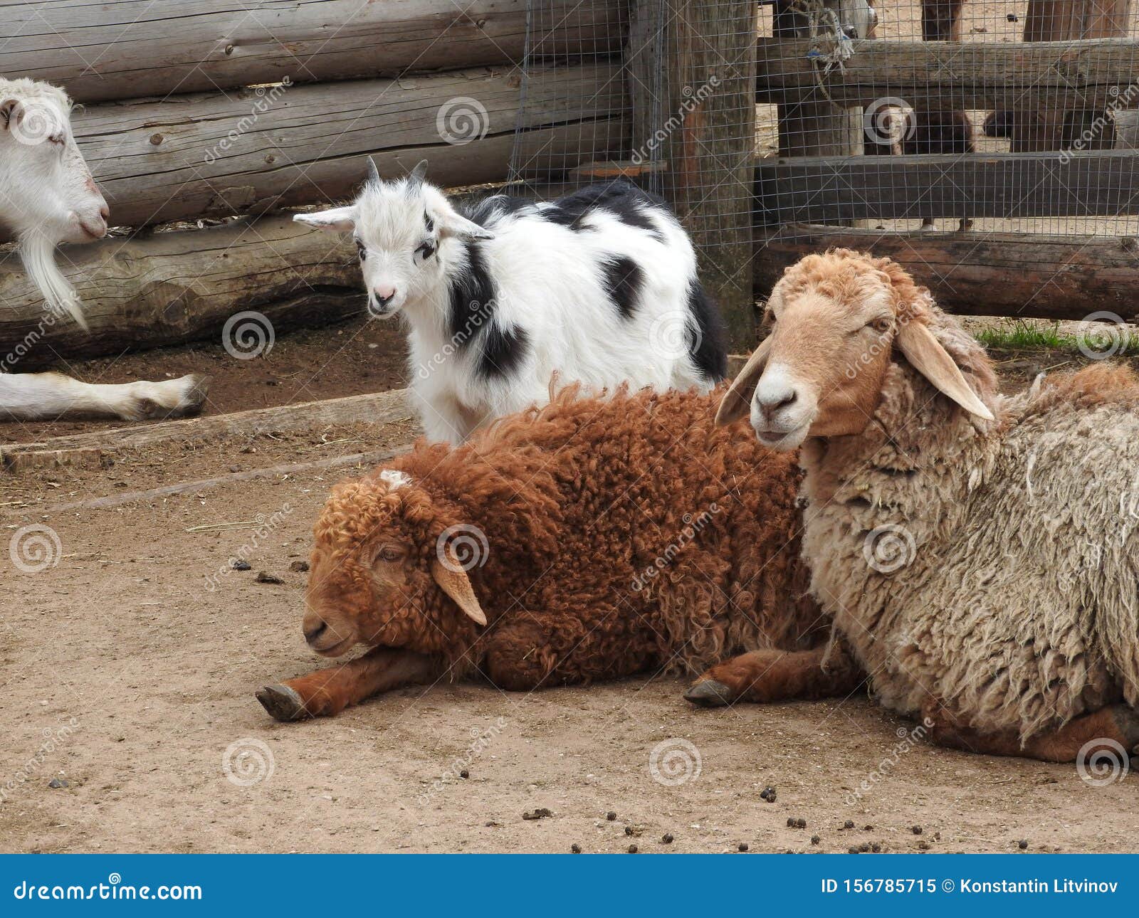Sheep within a Mob Turn To Check Out the Photographer Stock Image ...