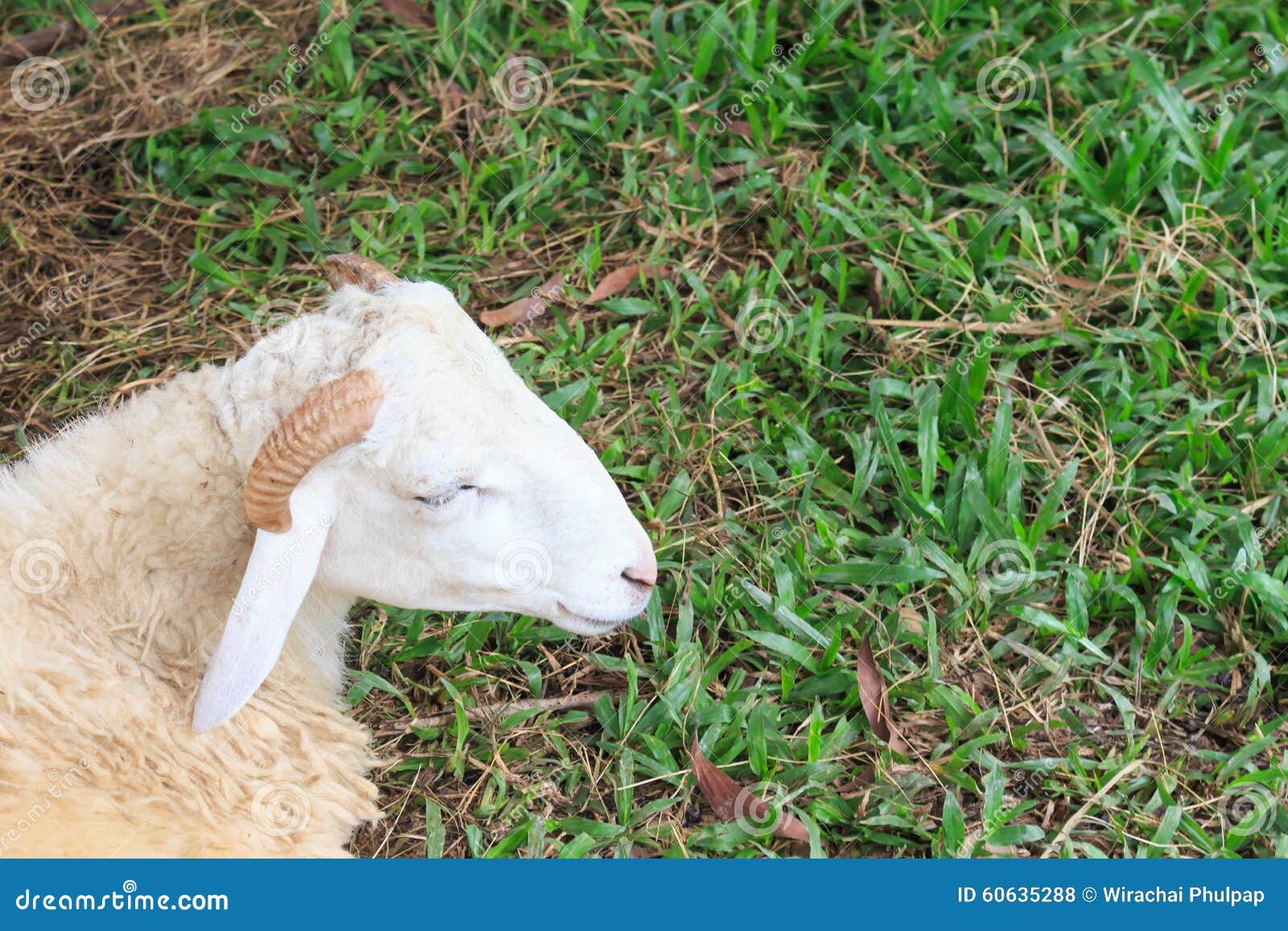 Sheep within a Mob Turn To Check Out the Photographer Stock Photo ...
