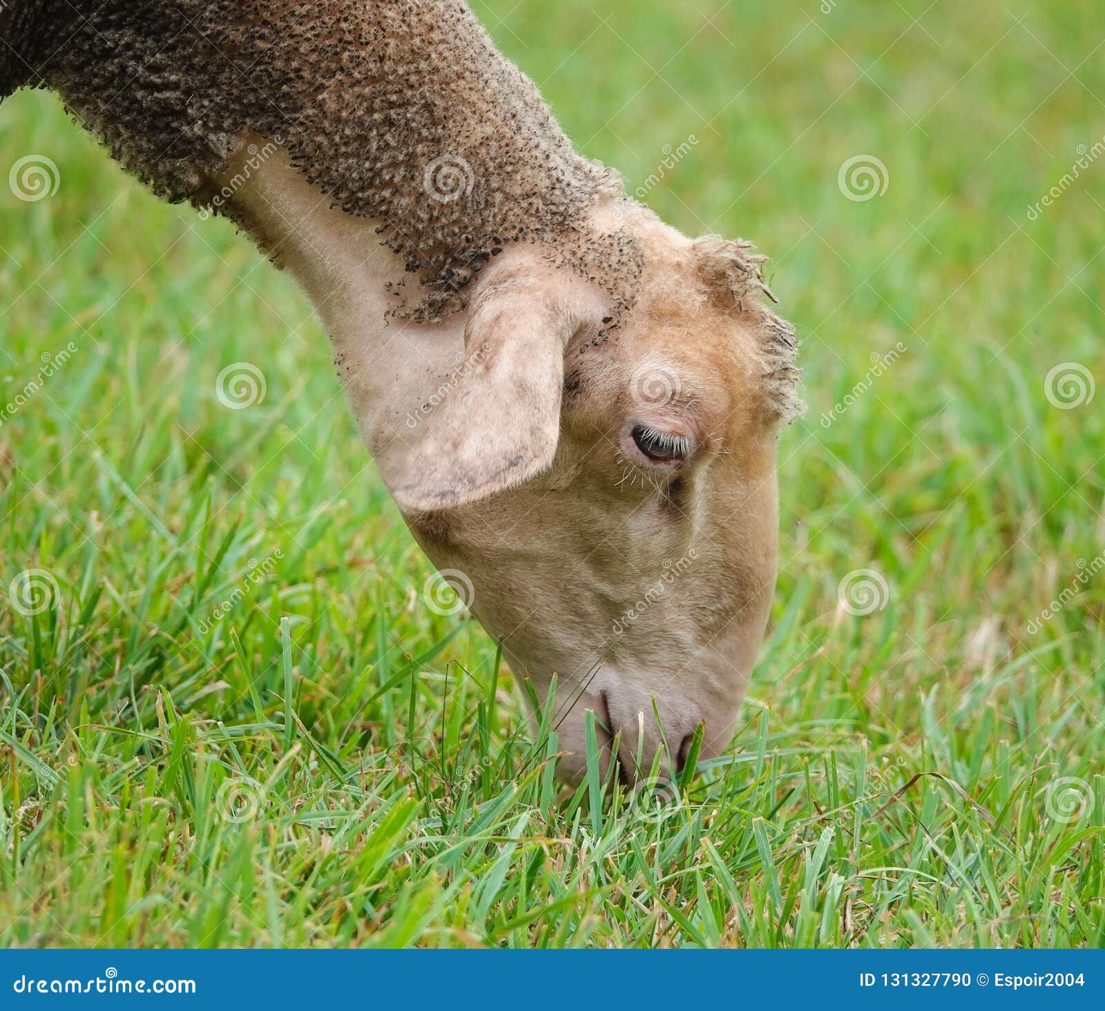 A Sheep with Mohawk on Its Head Eats Fresh Grass Low on the Ground ...