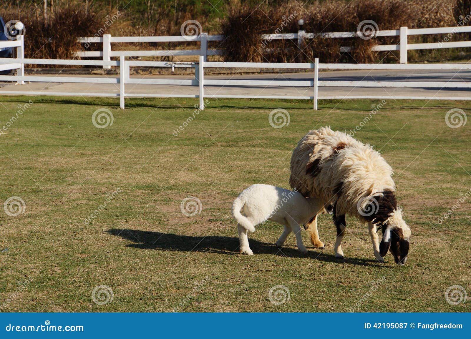 The Sheep stock image. Image of sheeps, families, mother - 42195087