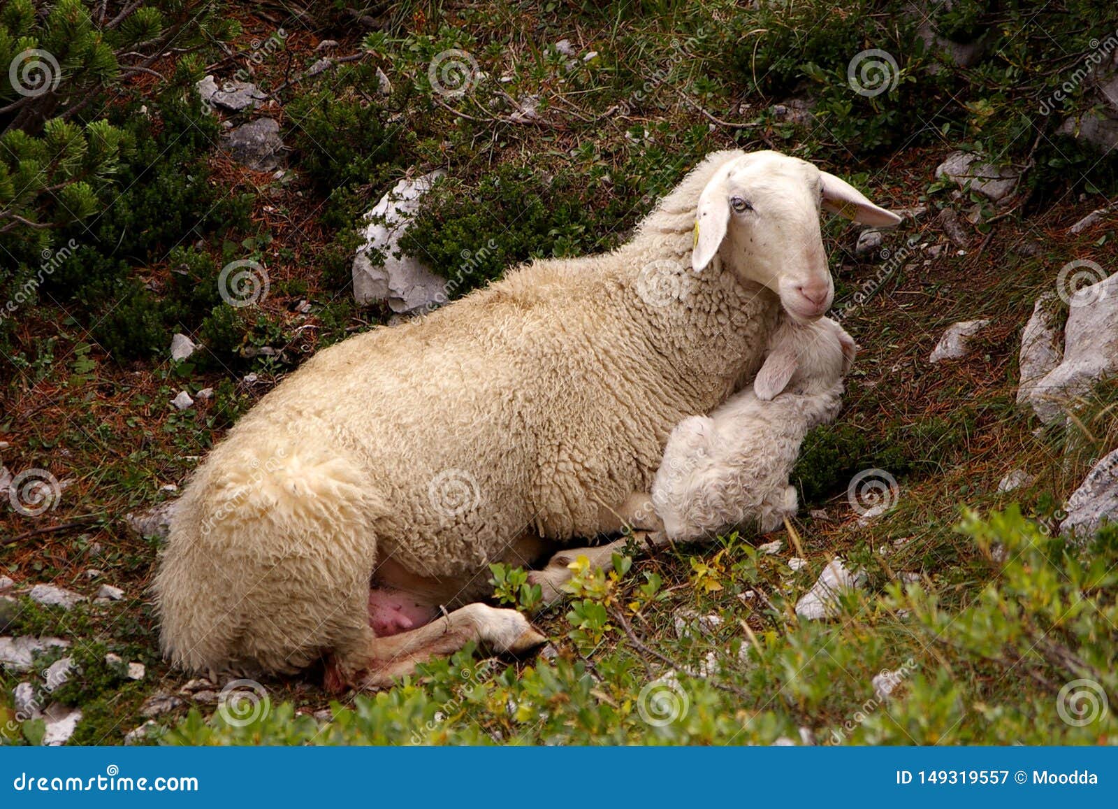 Sheep mom and kid stock image. Image of sheep, alps - 149319557