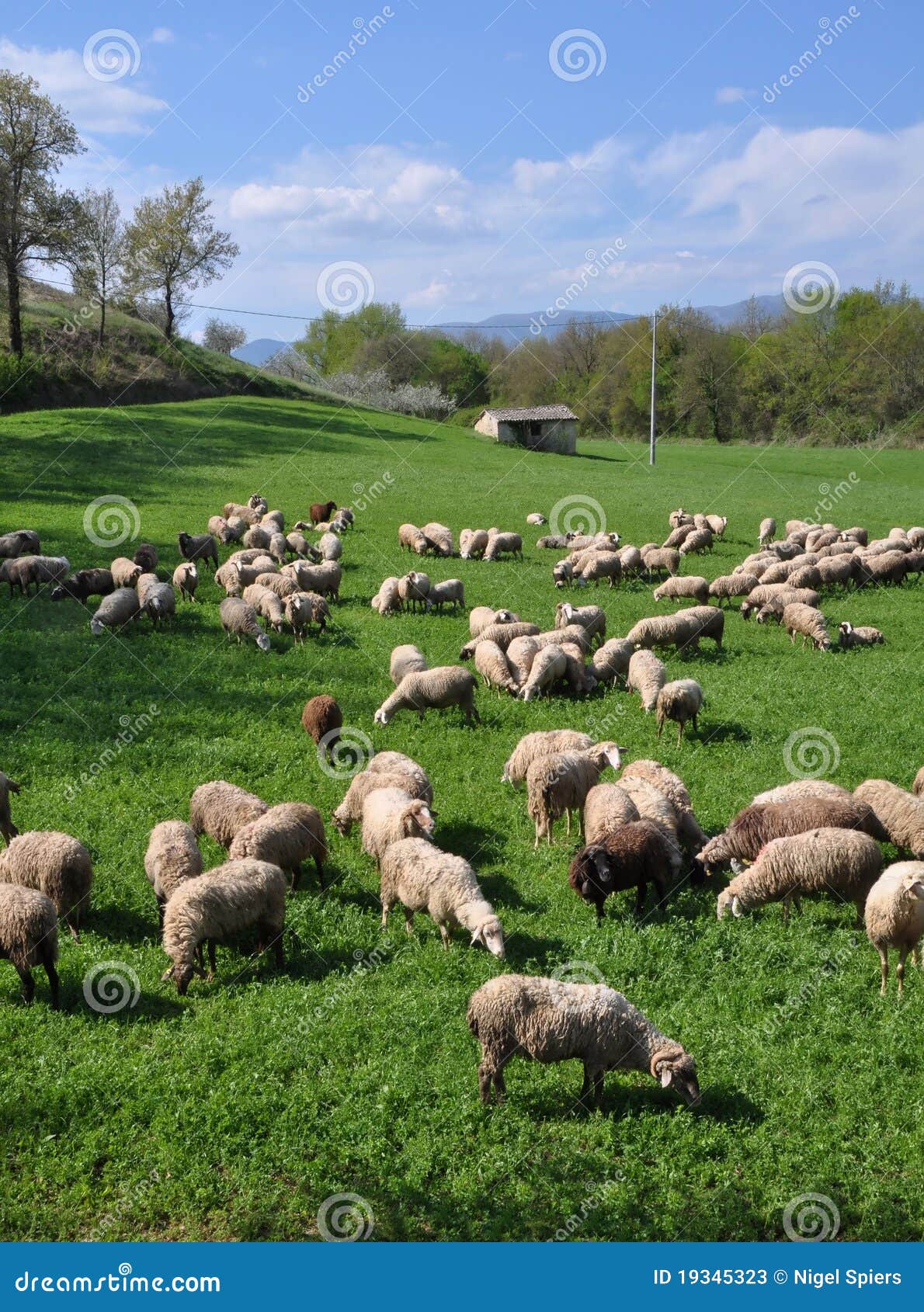 Sheep on a Montefalco Farm in Umbria, Italy Stock Image - Image of ...