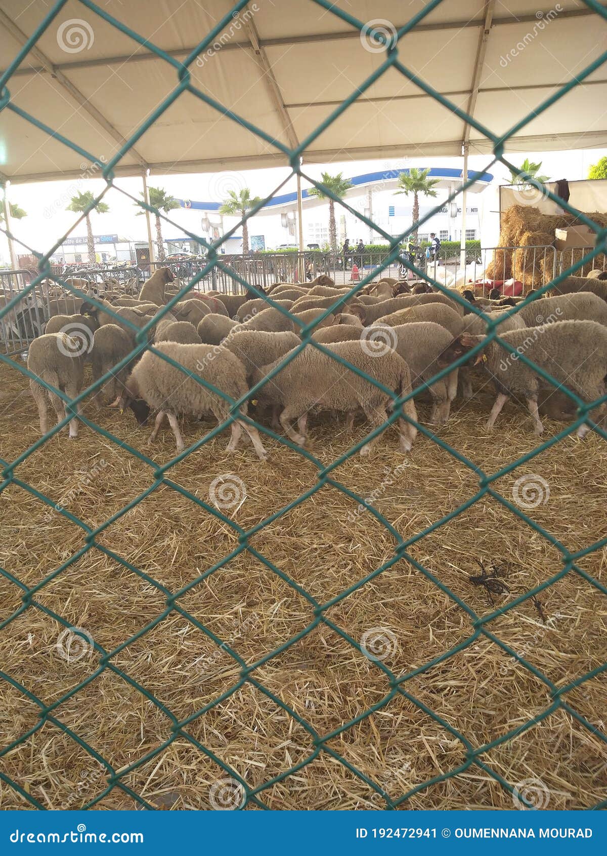 Sheep in morocco editorial photo. Image of sheep, country - 192472941