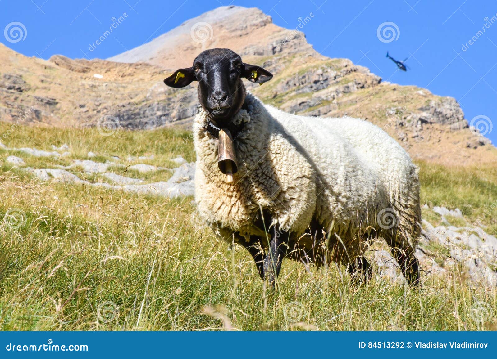 Sheep in the Mountain Backed Up by a Helicopter Stock Photo - Image of ...