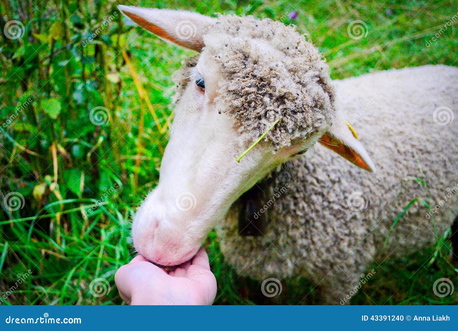 Sheep stock photo. Image of nice, close, eating, green - 43391240