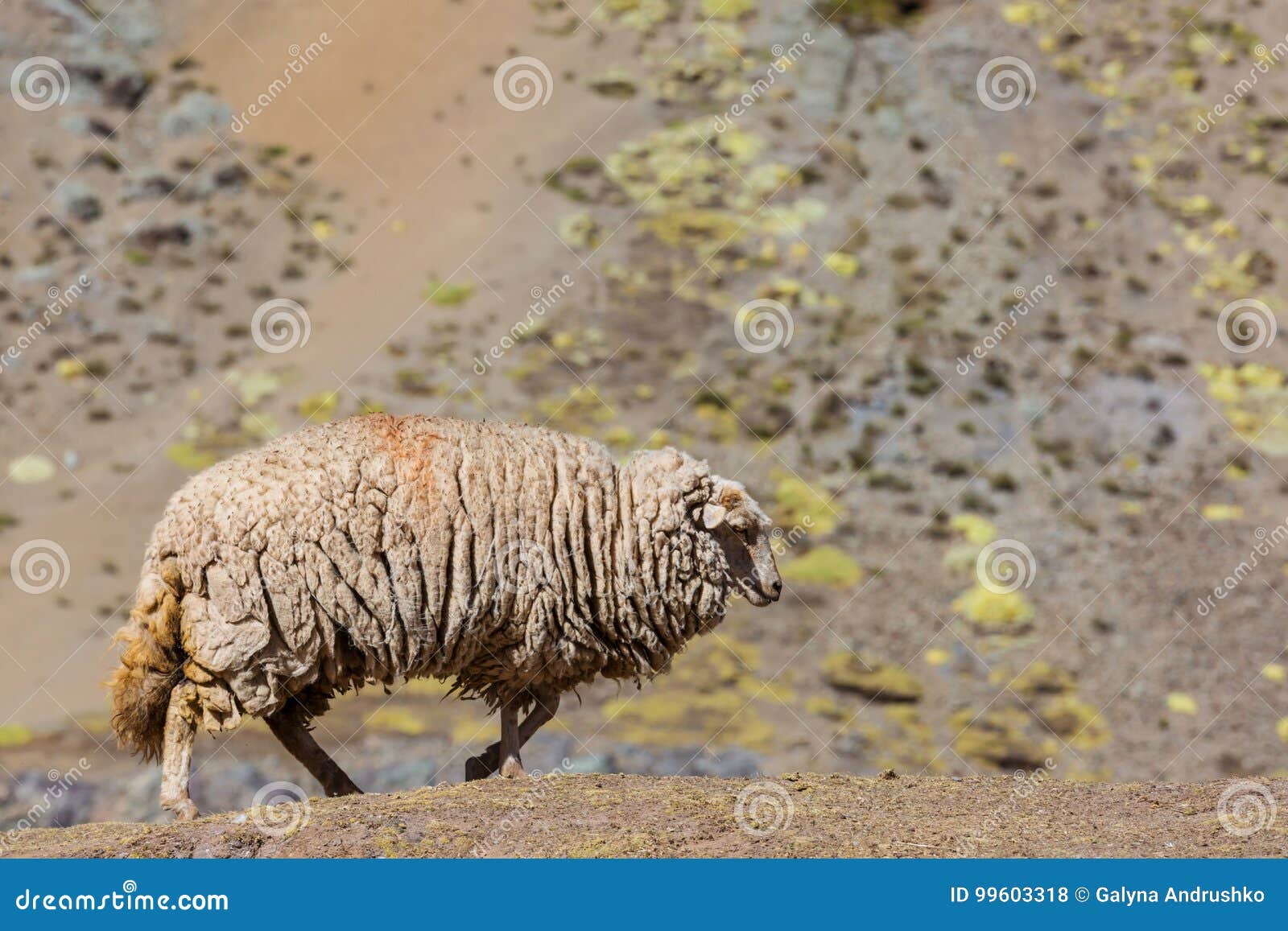 Sheep stock photo. Image of close, outdoor, countryside - 99603318