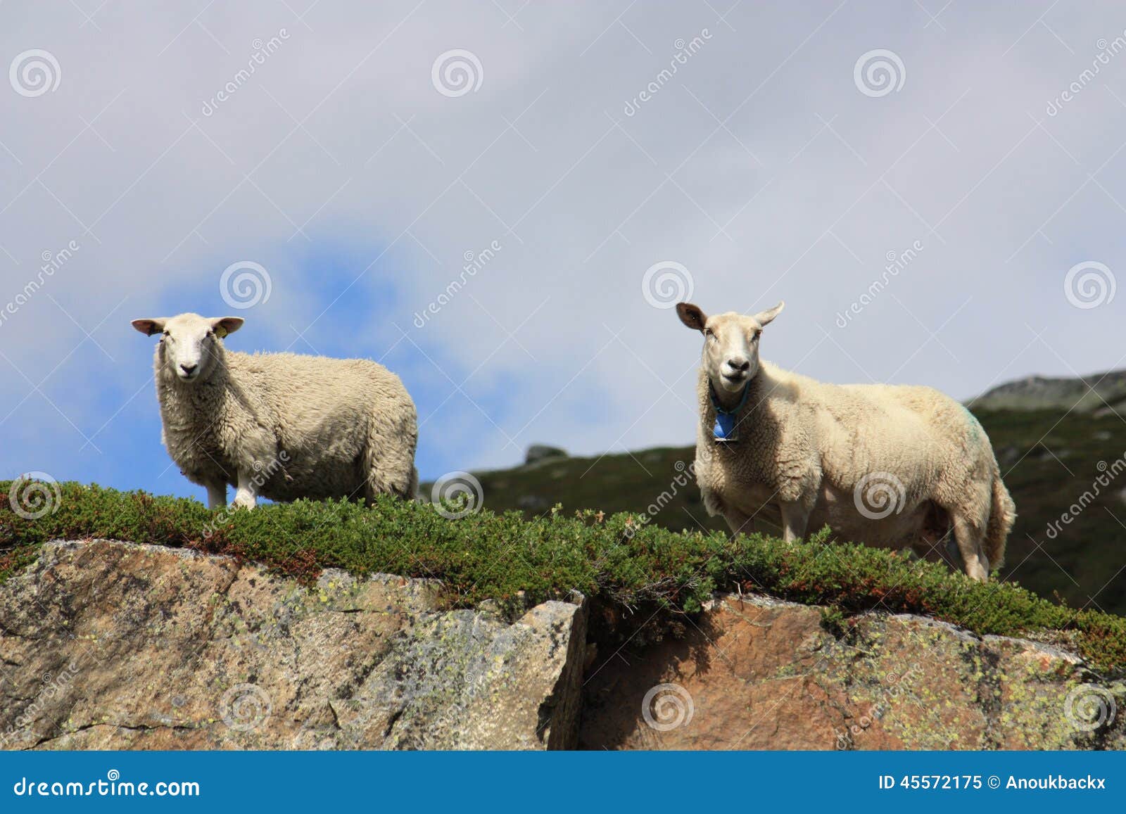 Sheep on a Mountain in Norway Stock Image - Image of mountain, animals ...