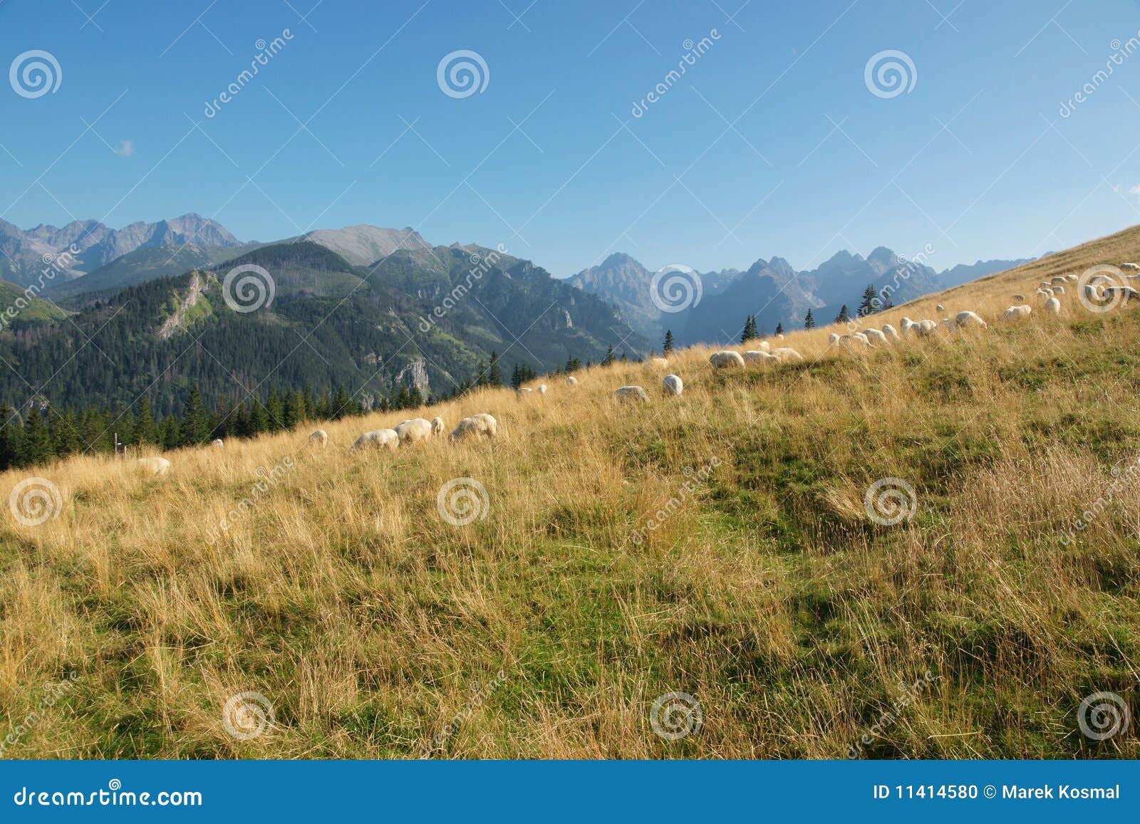 Sheep on the Mountain Pasture Stock Photo - Image of meadow, panoramic ...