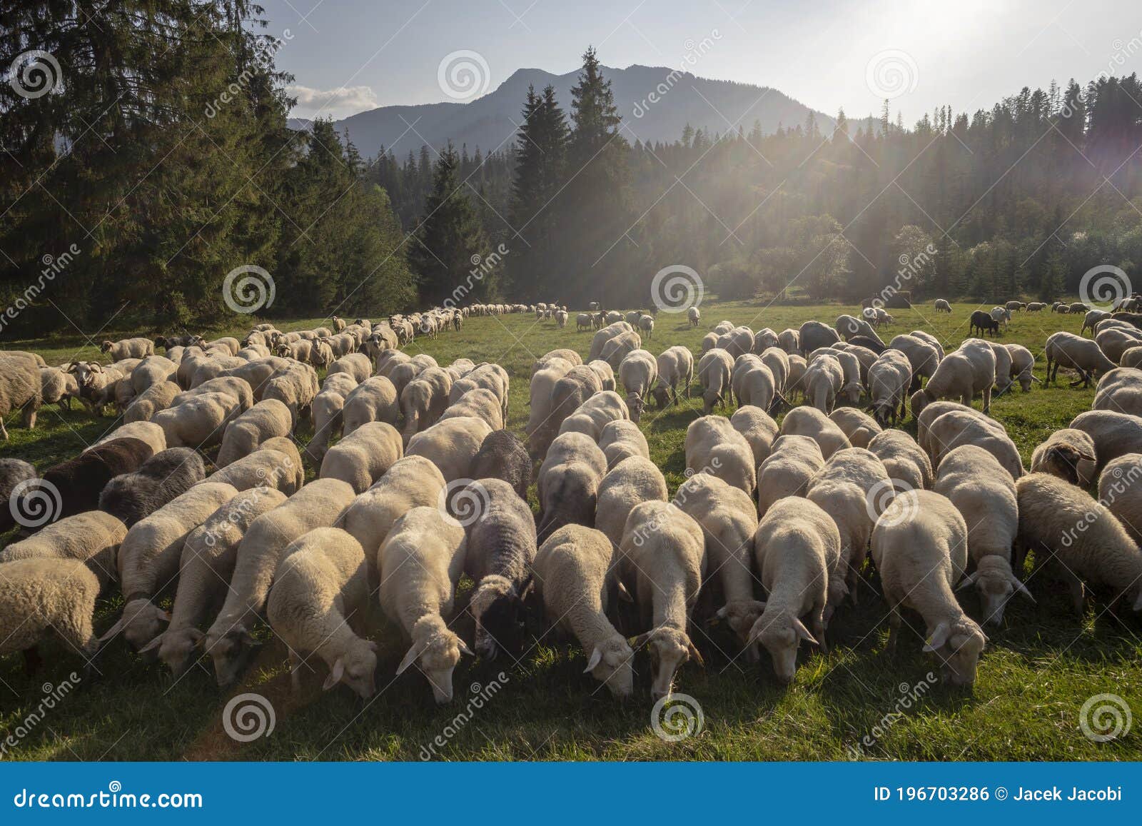 Sheep on a Mountain Pasture. Tatra Mountains Stock Photo - Image of ...
