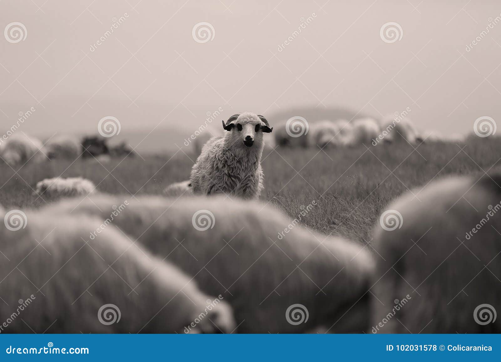 Sheep on the Fields, Full Portrait Stock Photo - Image of forests ...