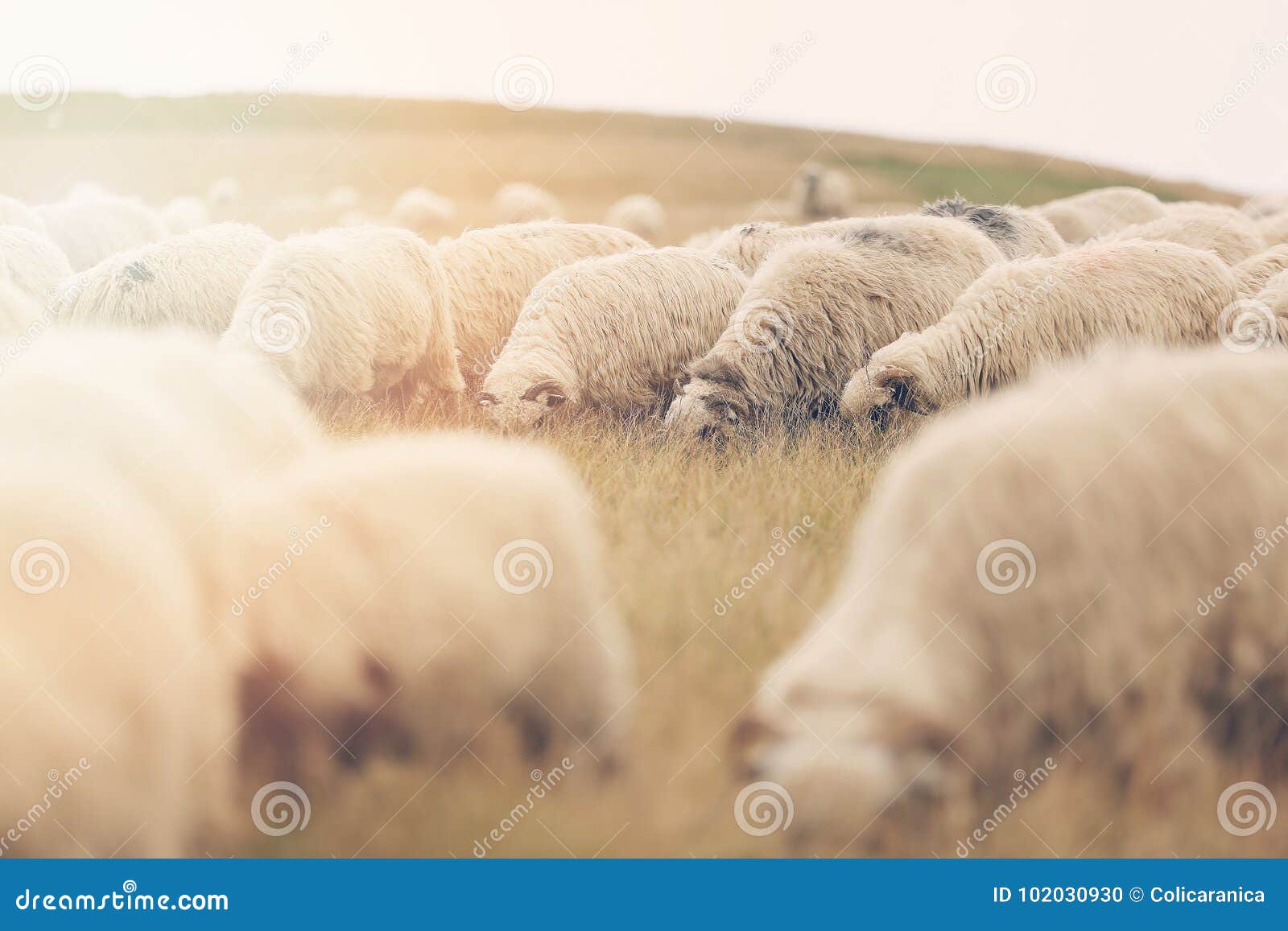 Sheep on the Fields, Full Portrait Stock Photo - Image of landscape ...