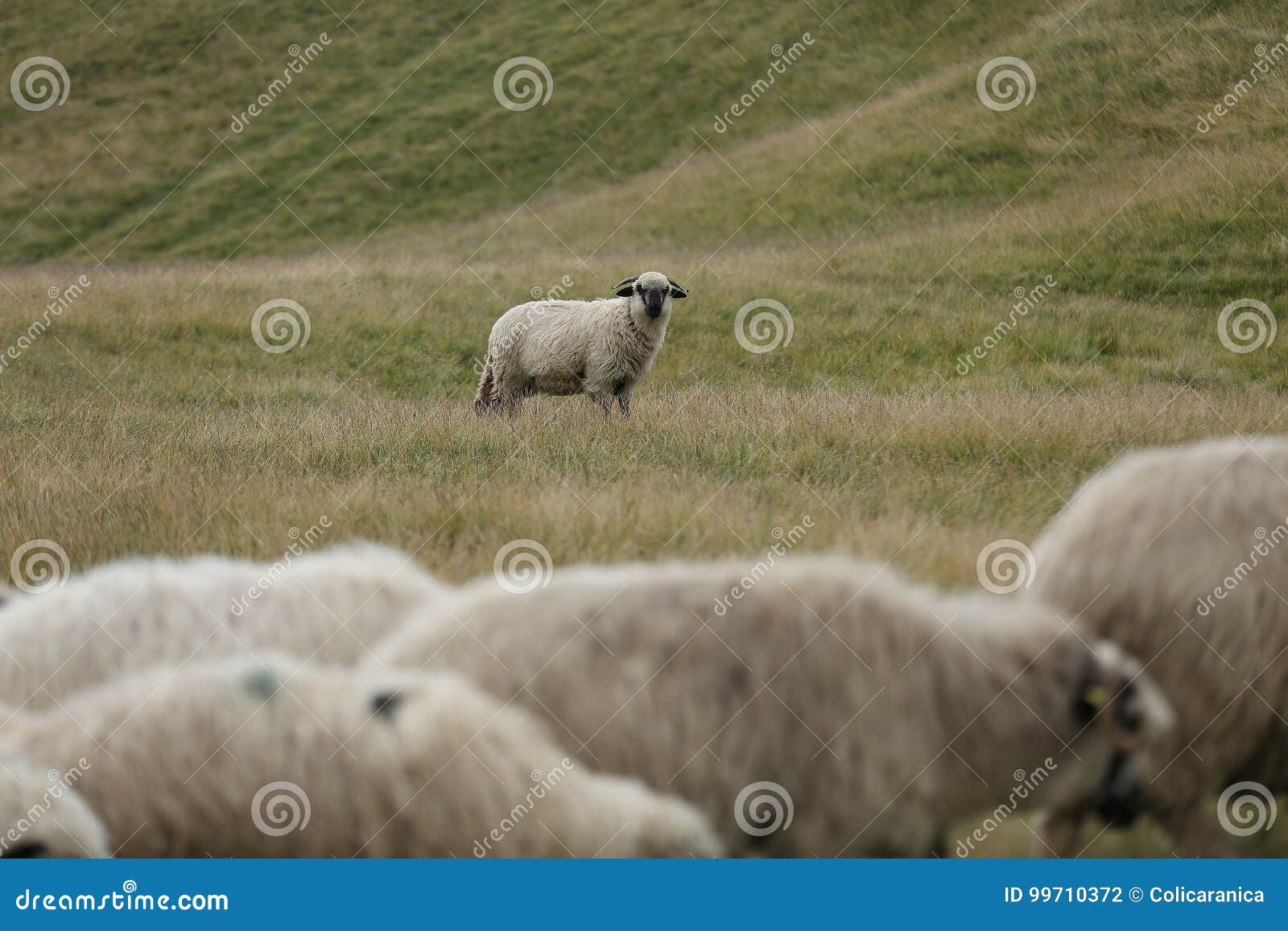 Sheep Walking on the Fields, Full Portrait Stock Photo - Image of flock ...