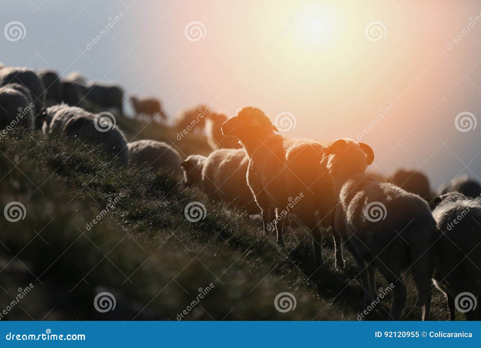 Sheep on Mountain Peaks at Sunset Stock Image - Image of buck, alley ...