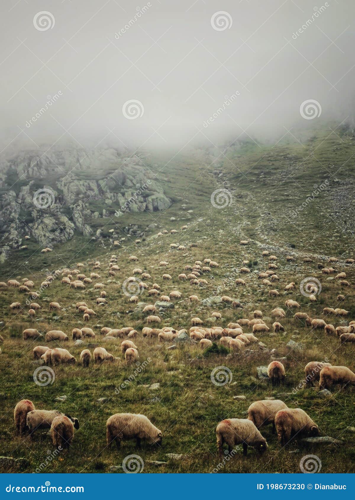 Sheep in the mountains stock photo. Image of hill, field - 198673230
