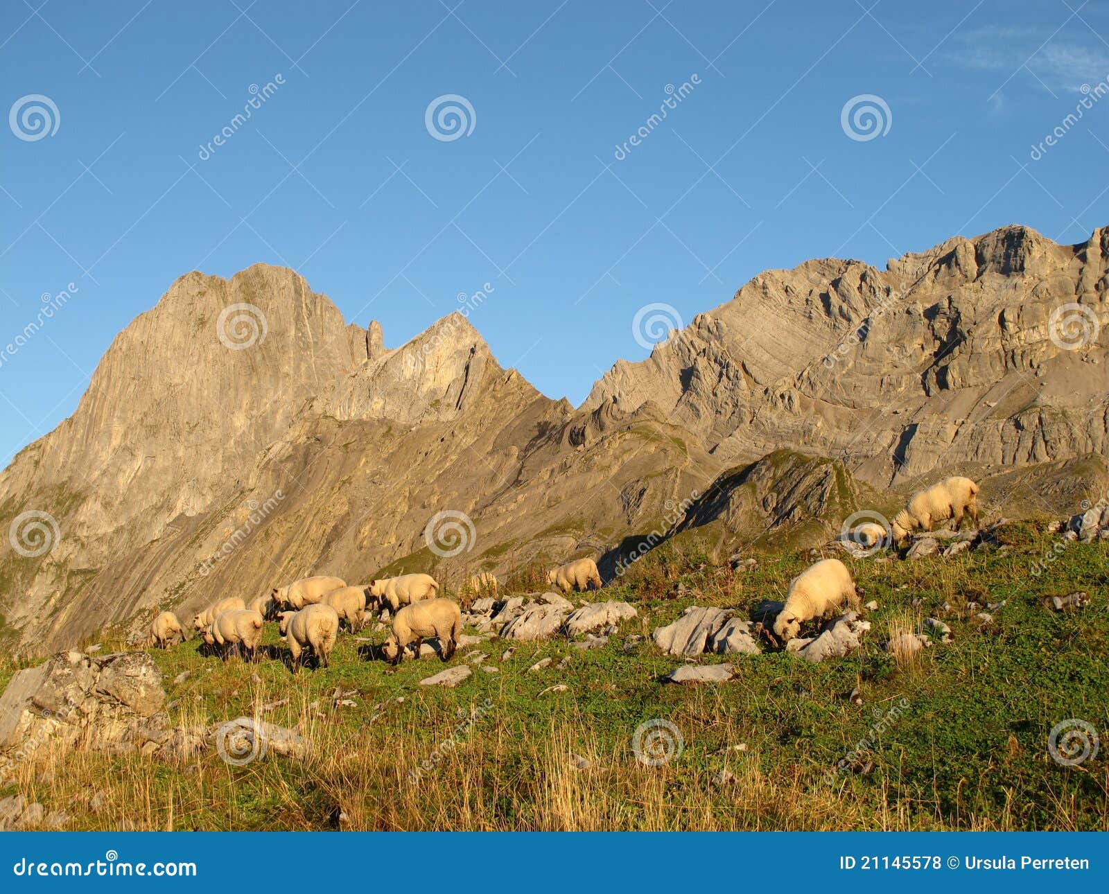 Sheep in the mountains stock photo. Image of summer, hiking - 21145578