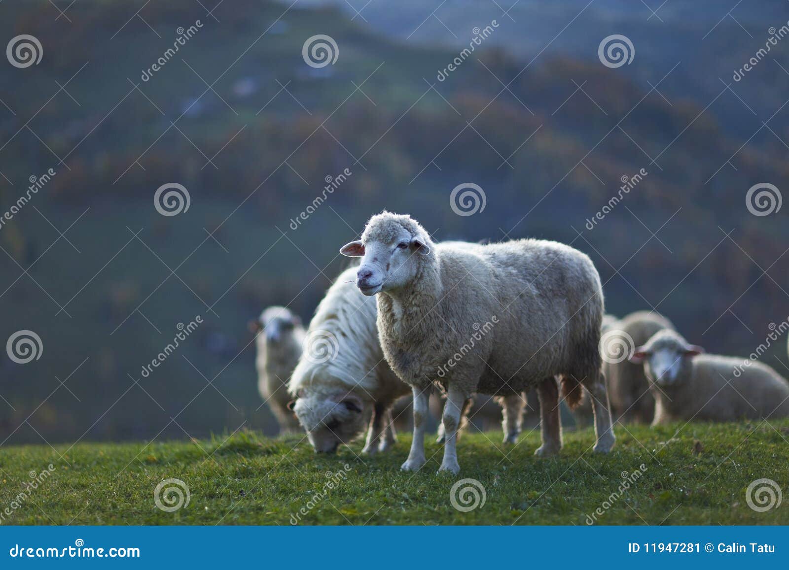 Sheep in the Mountains in Autumn Stock Image - Image of rural ...