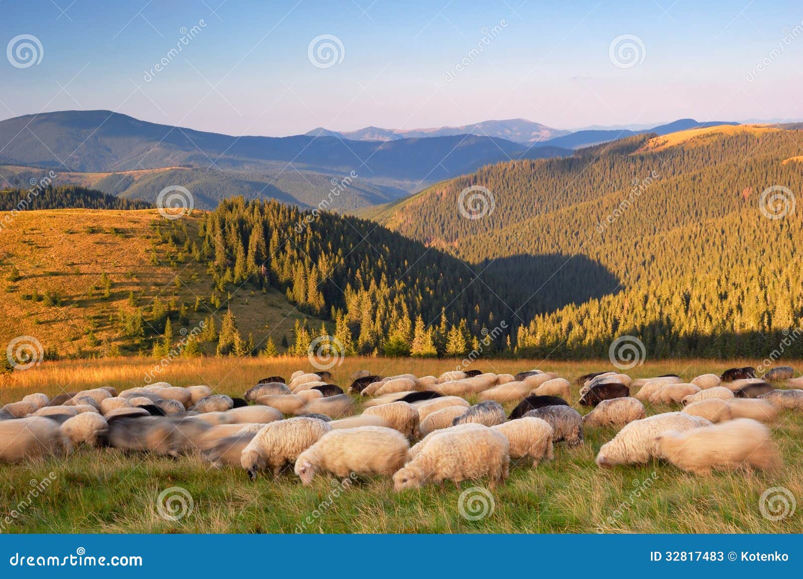 Sheep in the mountains stock image. Image of country - 32817483