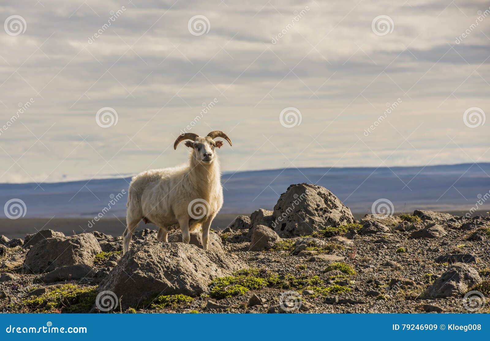 Sheep in Mountains on Iceland Stock Image - Image of green, countryside ...