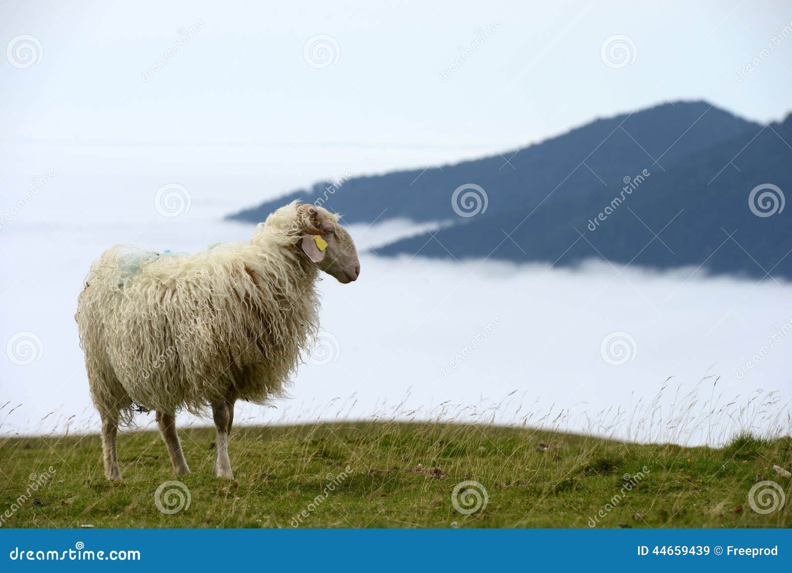 Sheep in the Mountains of the Pyrenees France Stock Image - Image of ...