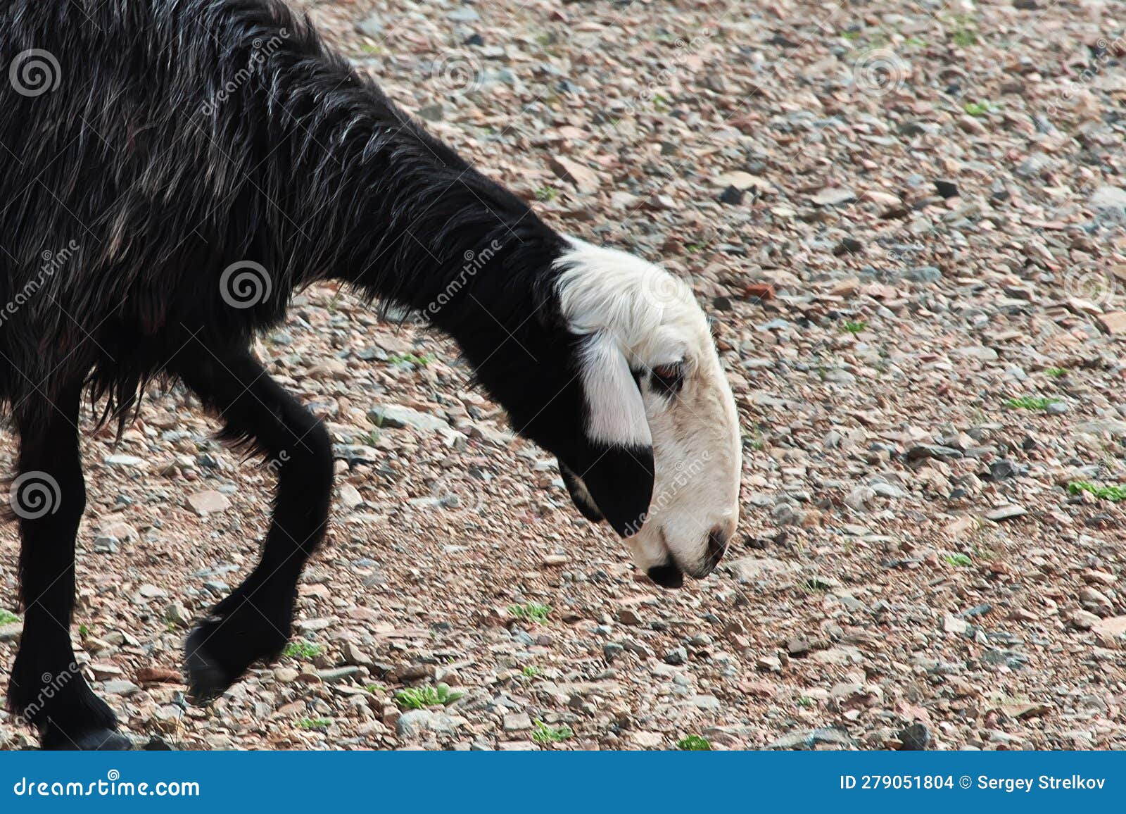 Sheep in Mountains of Saudi Arabia Stock Photo - Image of nature ...