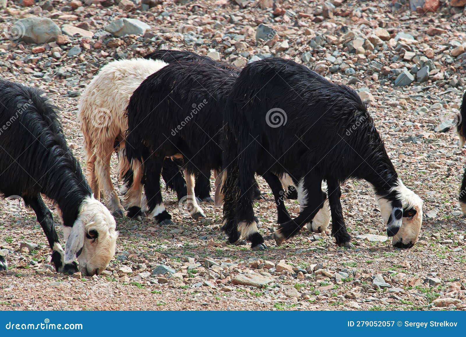 Sheep in Mountains of Saudi Arabia Stock Image - Image of great ...