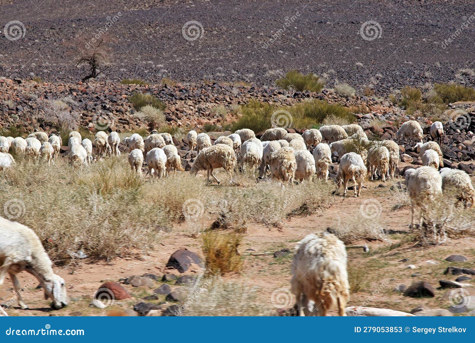 Sheep in Mountains of Saudi Arabia Stock Image - Image of valley ...