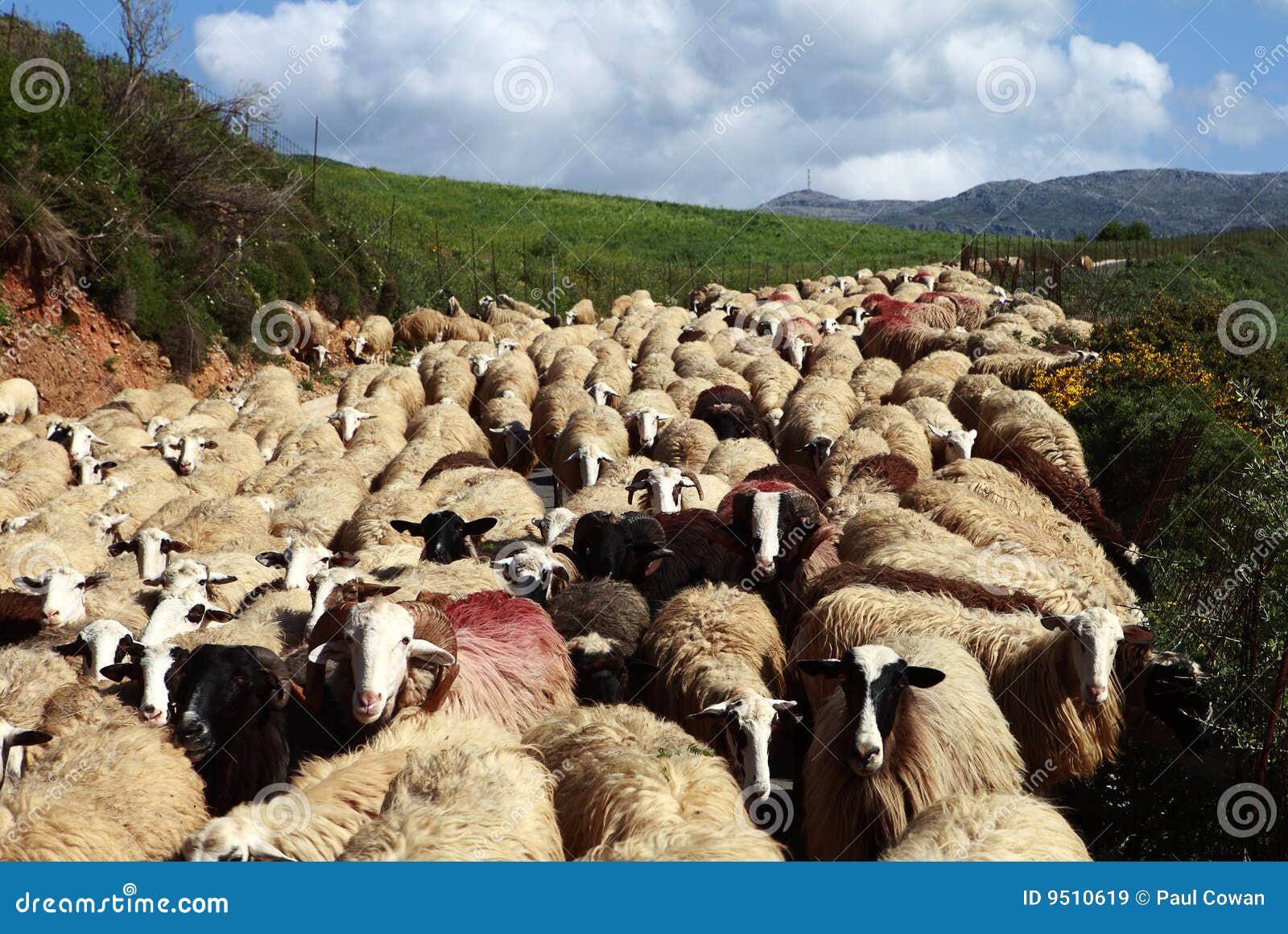 Sheep on the move stock image. Image of greek, mountains - 9510619