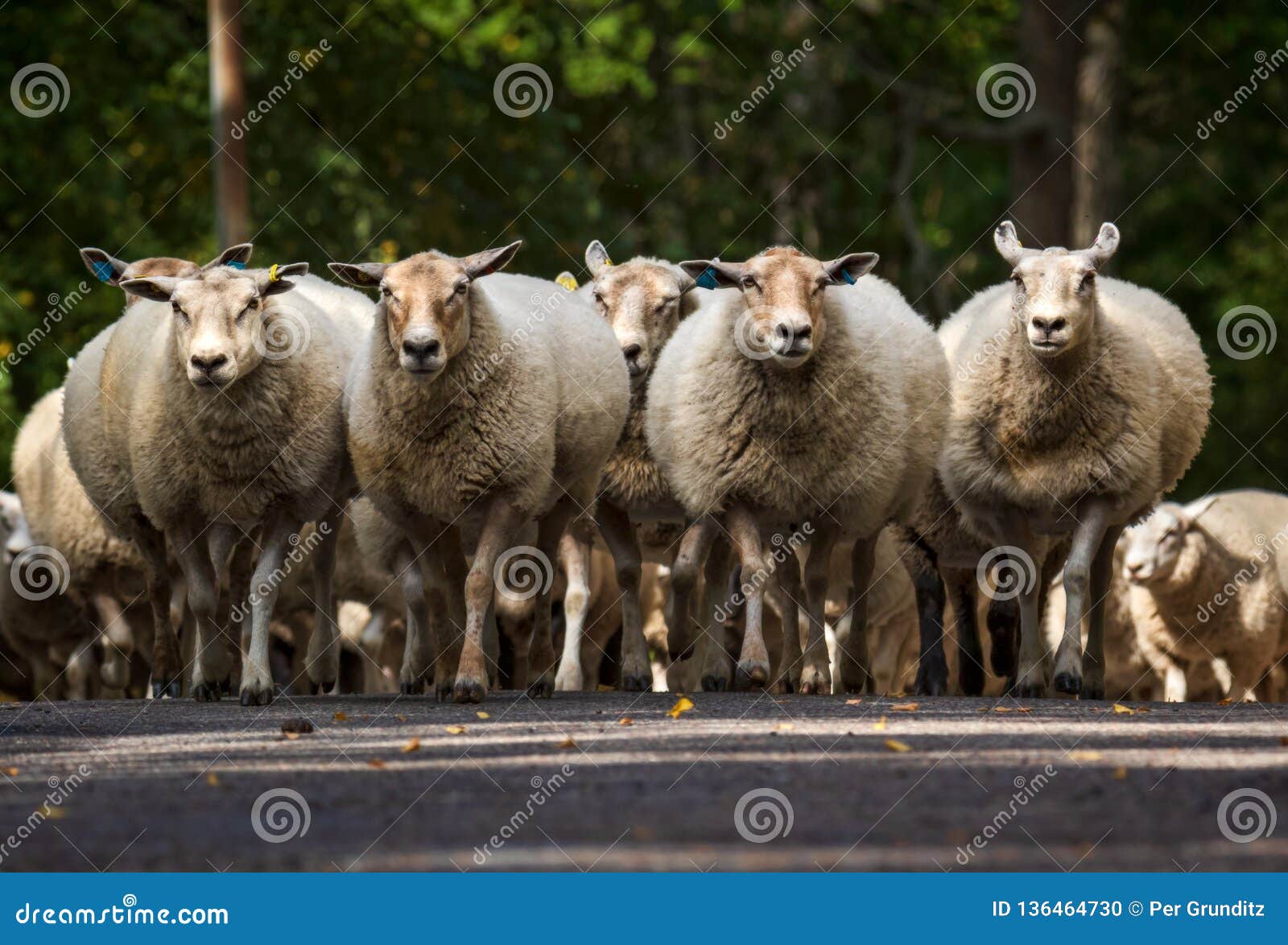 Flock of Sheep Moving To New Pasture Stock Photo - Image of flock, herd ...