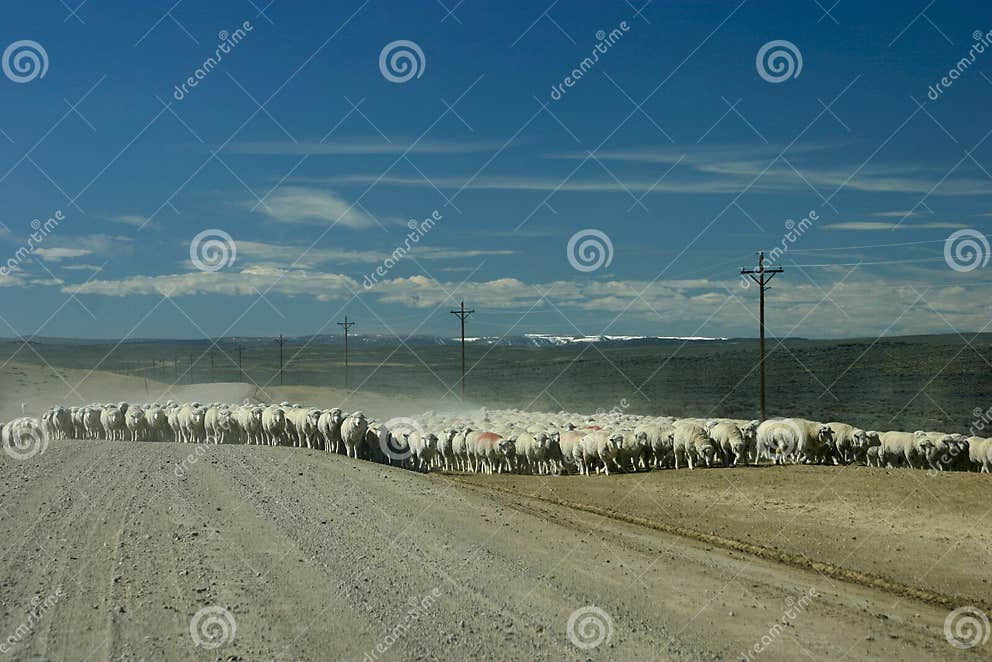 Sheep Moving Across Open Range Stock Photo - Image of range, prairie ...
