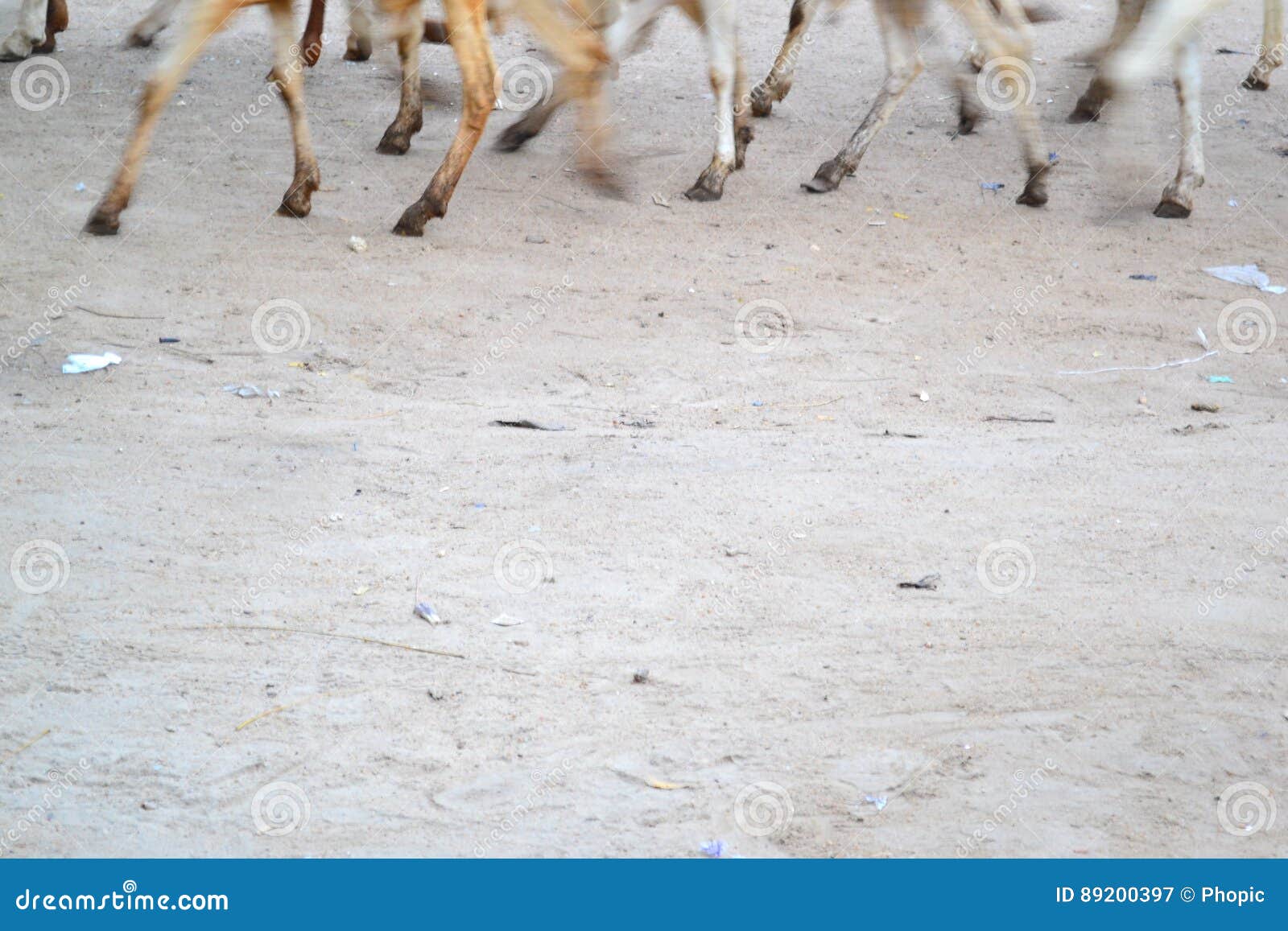 Sheep Moving Hooves stock image. Image of grow, chicken - 89200397