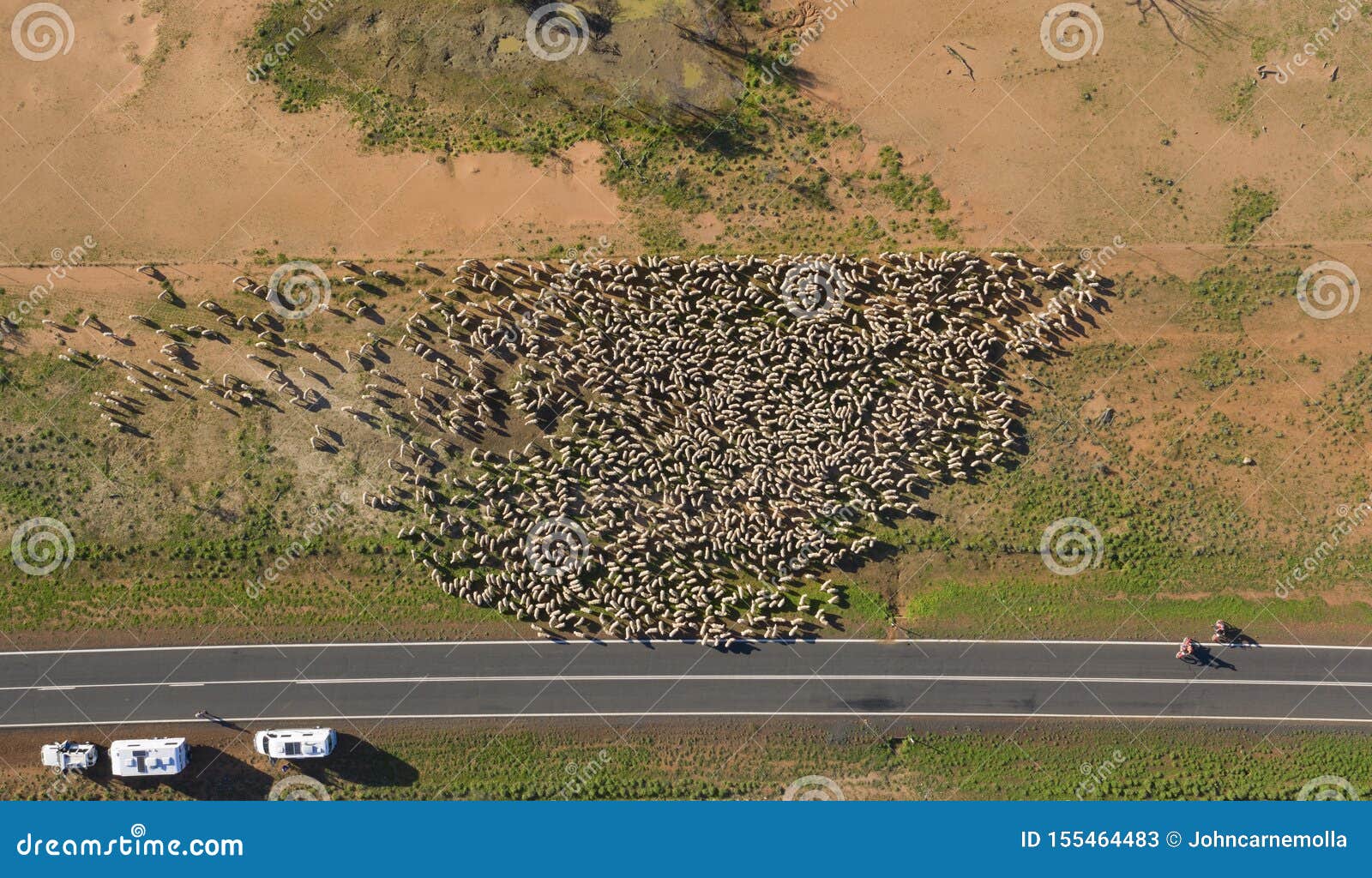 Sheep Muster in Outback Queensland Stock Image - Image of transport ...