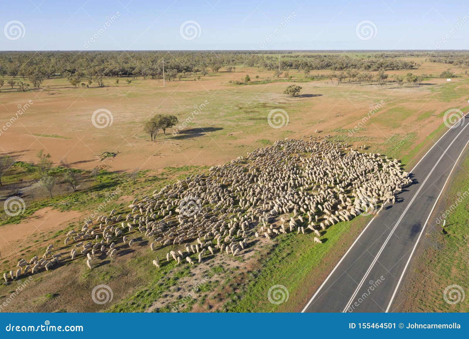 Sheep Muster in Outback Queensland. Stock Image - Image of australia ...